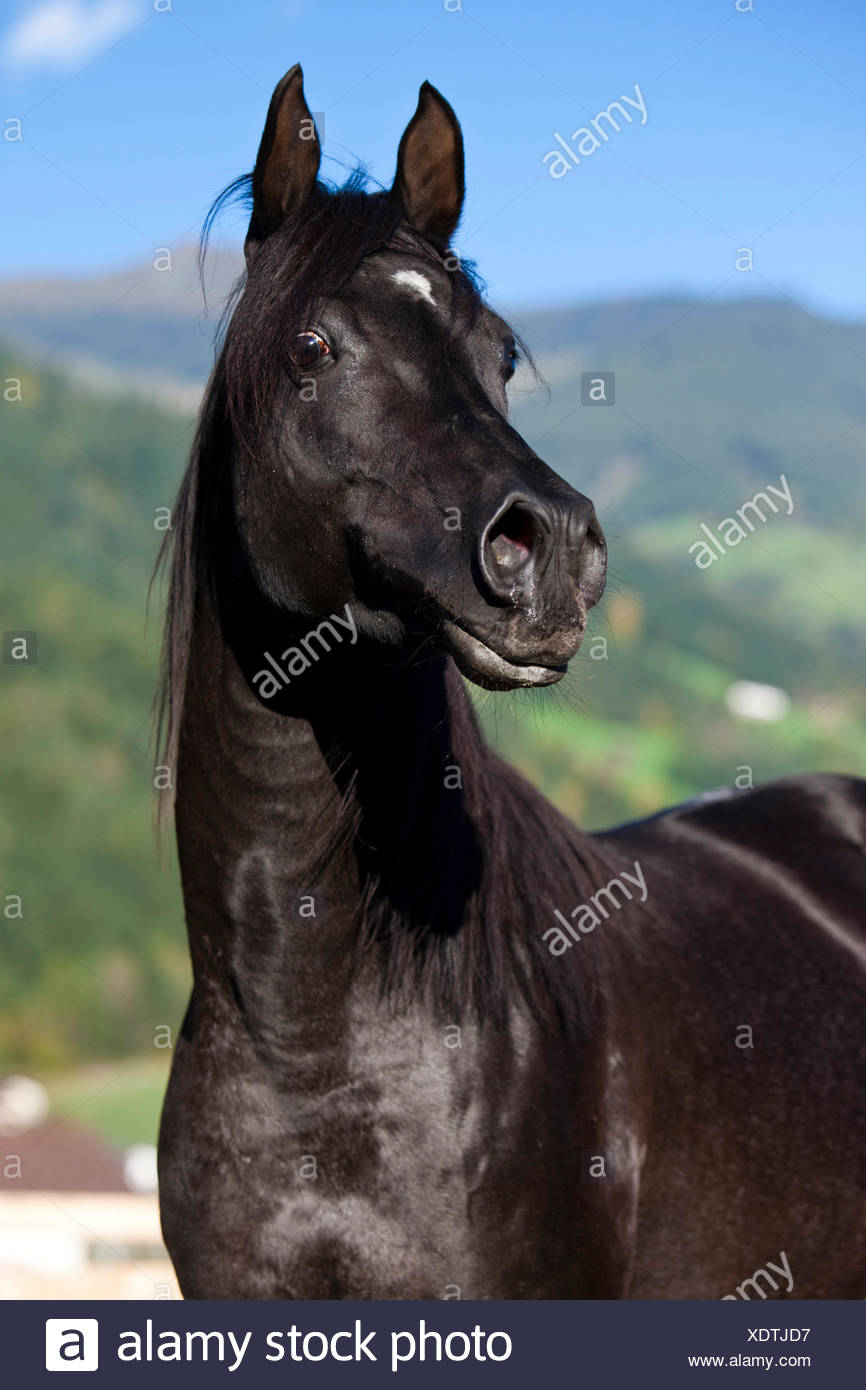 Arabian Thoroughbred Horse High Resolution Stock Photography and Images ...