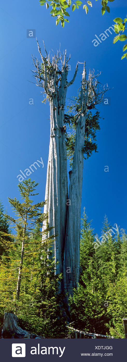 Giant Red Cedar Trees Stock Photos & Giant Red Cedar Trees Stock Images ...