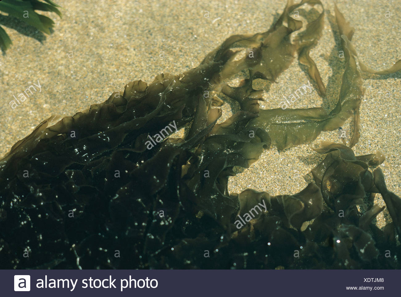 Purple Laver Seaweed High Resolution Stock Photography and Images - Alamy