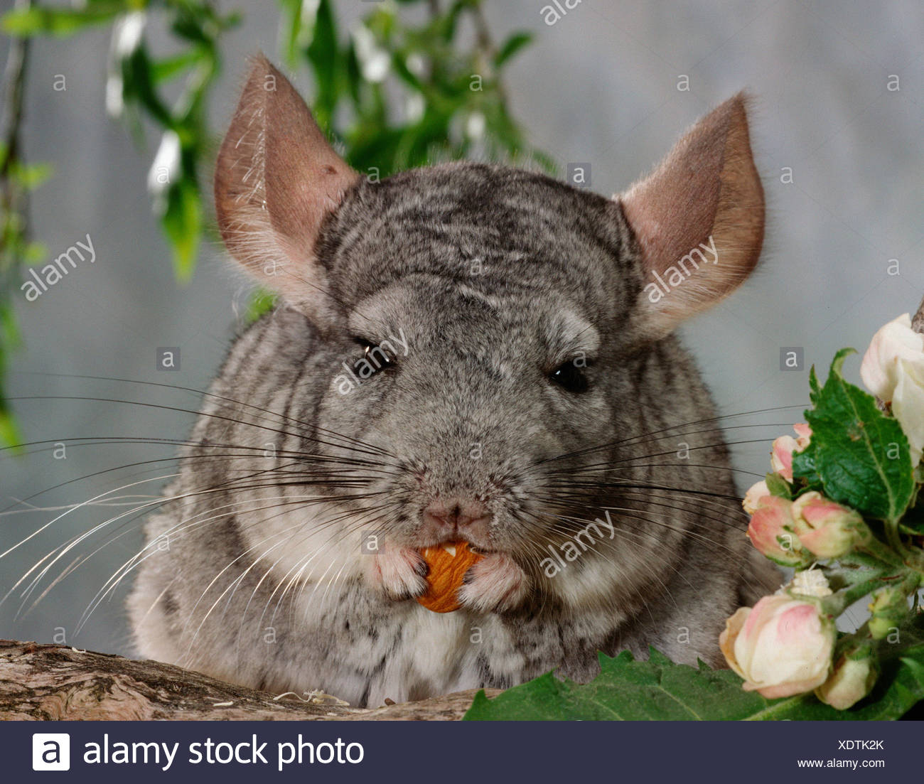 Long Tailed Chinchilla Chinchilla Lanigera High Resolution Stock ...