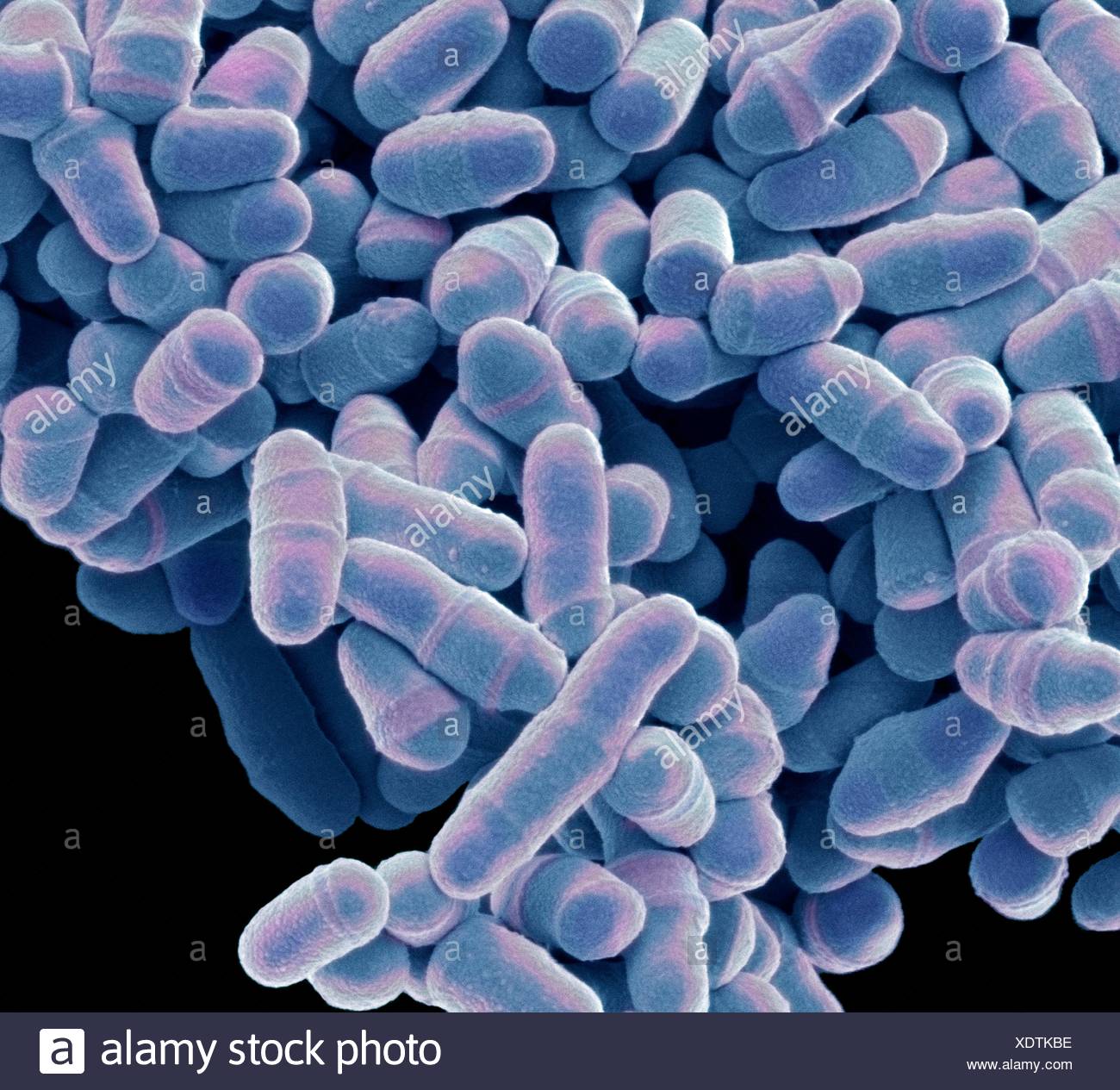 Yeast Micrograph High Resolution Stock Photography and Images - Alamy