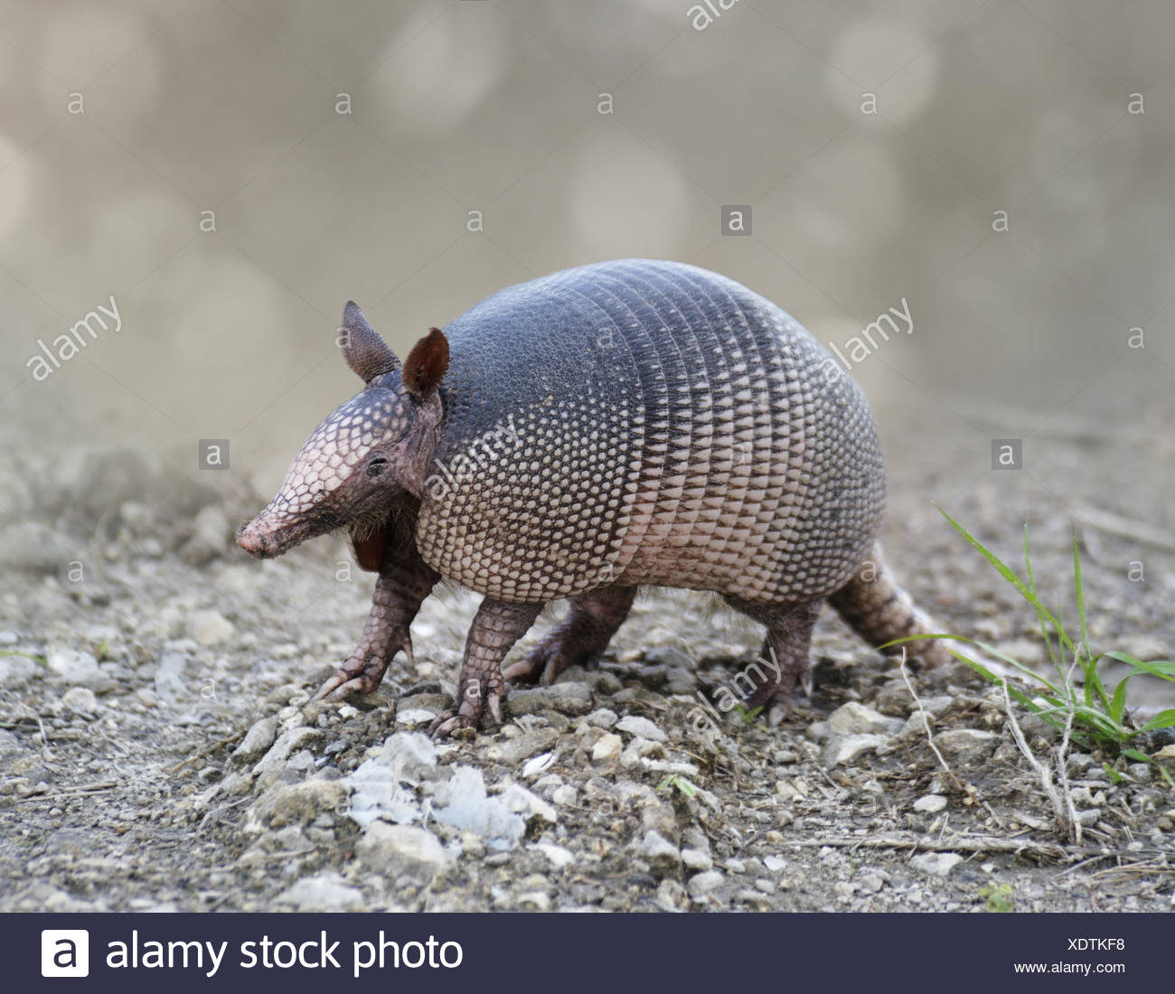 Nine Banded Armadillo High Resolution Stock Photography and Images - Alamy