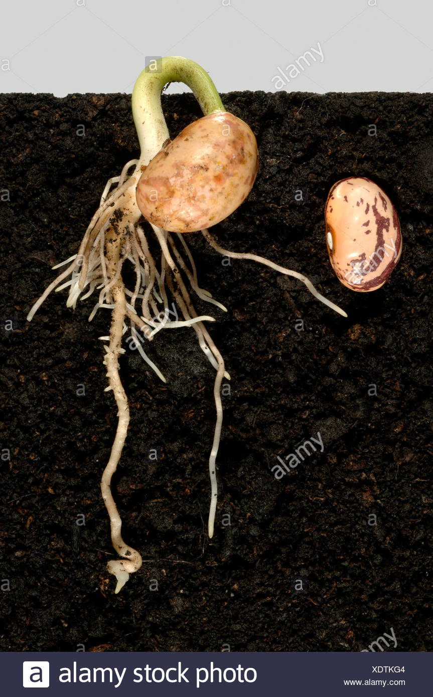 Germination High Resolution Stock Photography and Images - Alamy