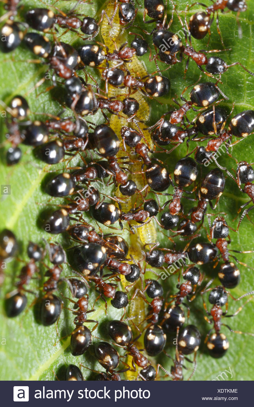 Quadripunctatus High Resolution Stock Photography and Images - Alamy