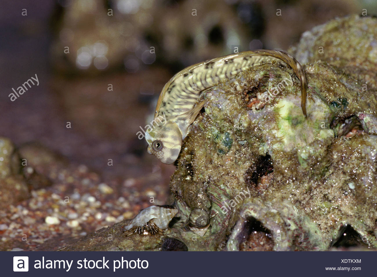 Mucus Fish Stock Photos & Mucus Fish Stock Images - Alamy