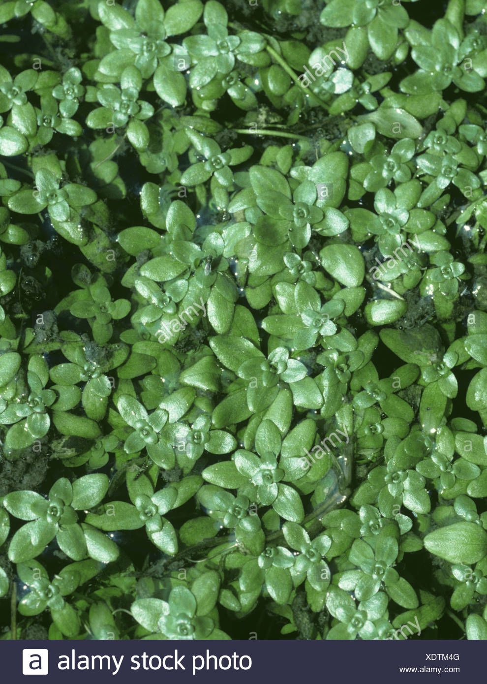 Common Water Starwort High Resolution Stock Photography and Images - Alamy