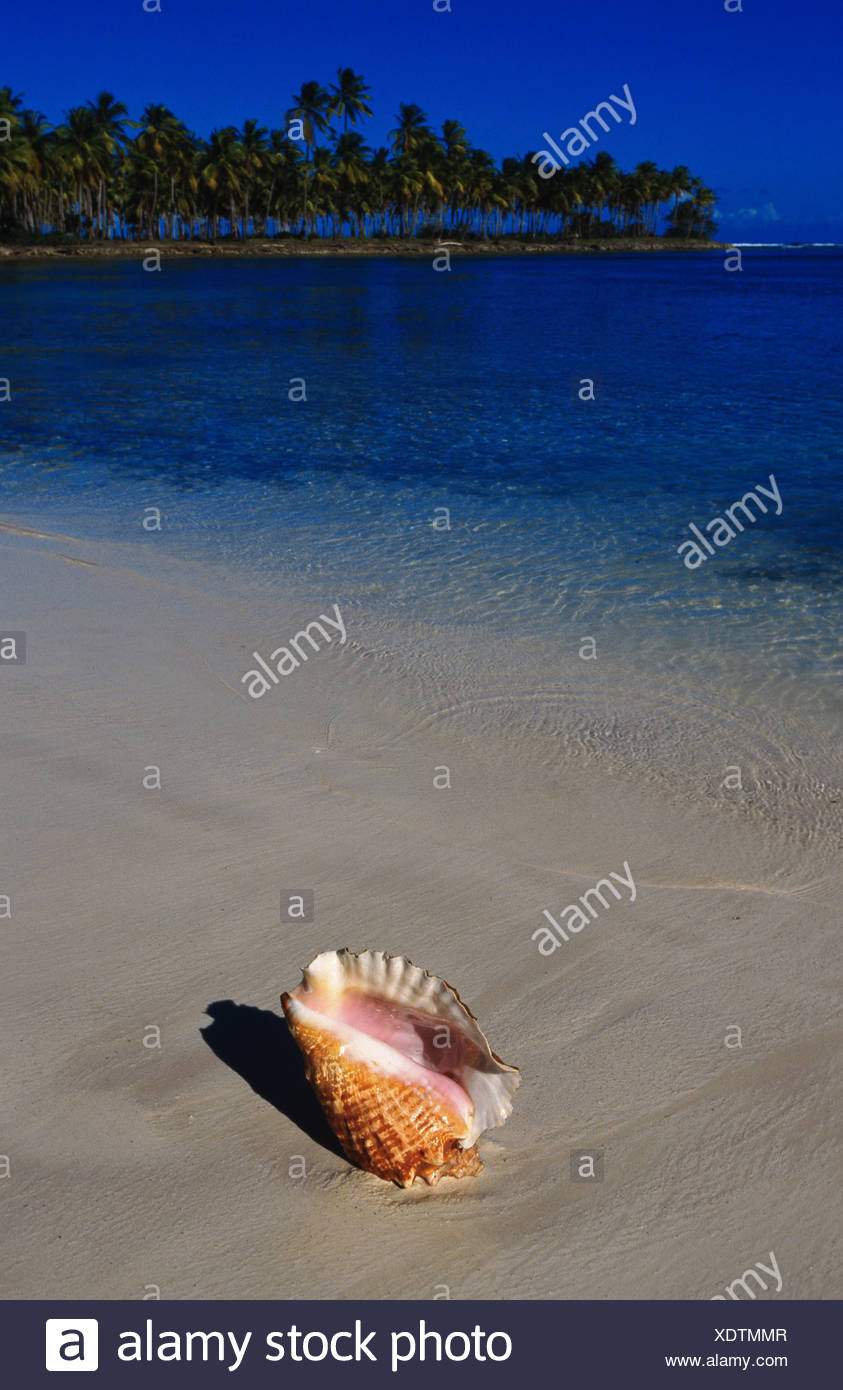 Queen Conch Snail High Resolution Stock Photography and Images - Alamy