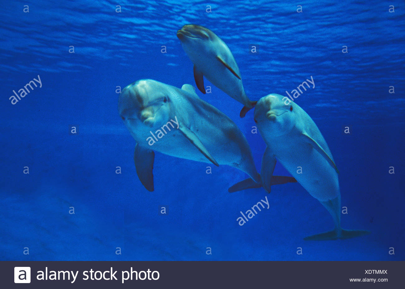 Tursiops Truncatus High Resolution Stock Photography and Images - Alamy