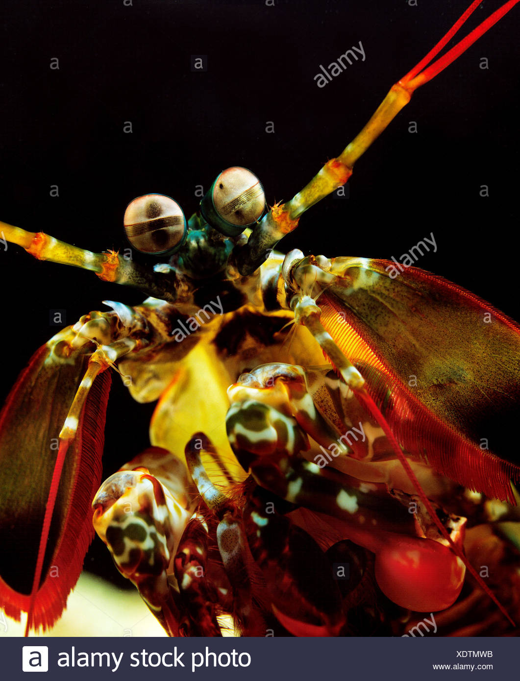 Colored Mantis Shrimps High Resolution Stock Photography and Images - Alamy