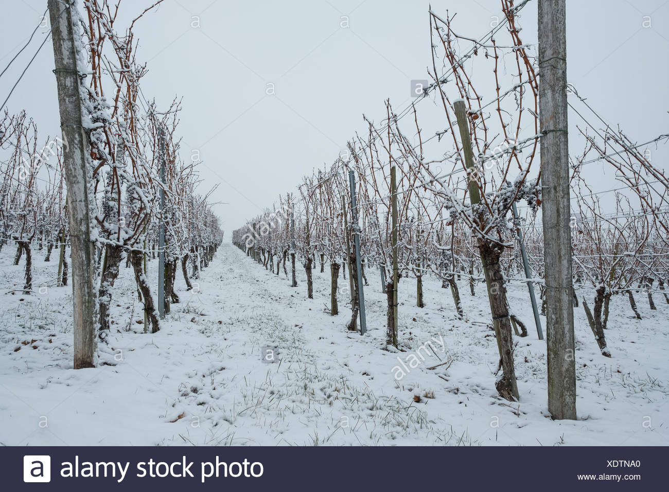 Weinberg Schnee High Resolution Stock Photography and Images - Alamy