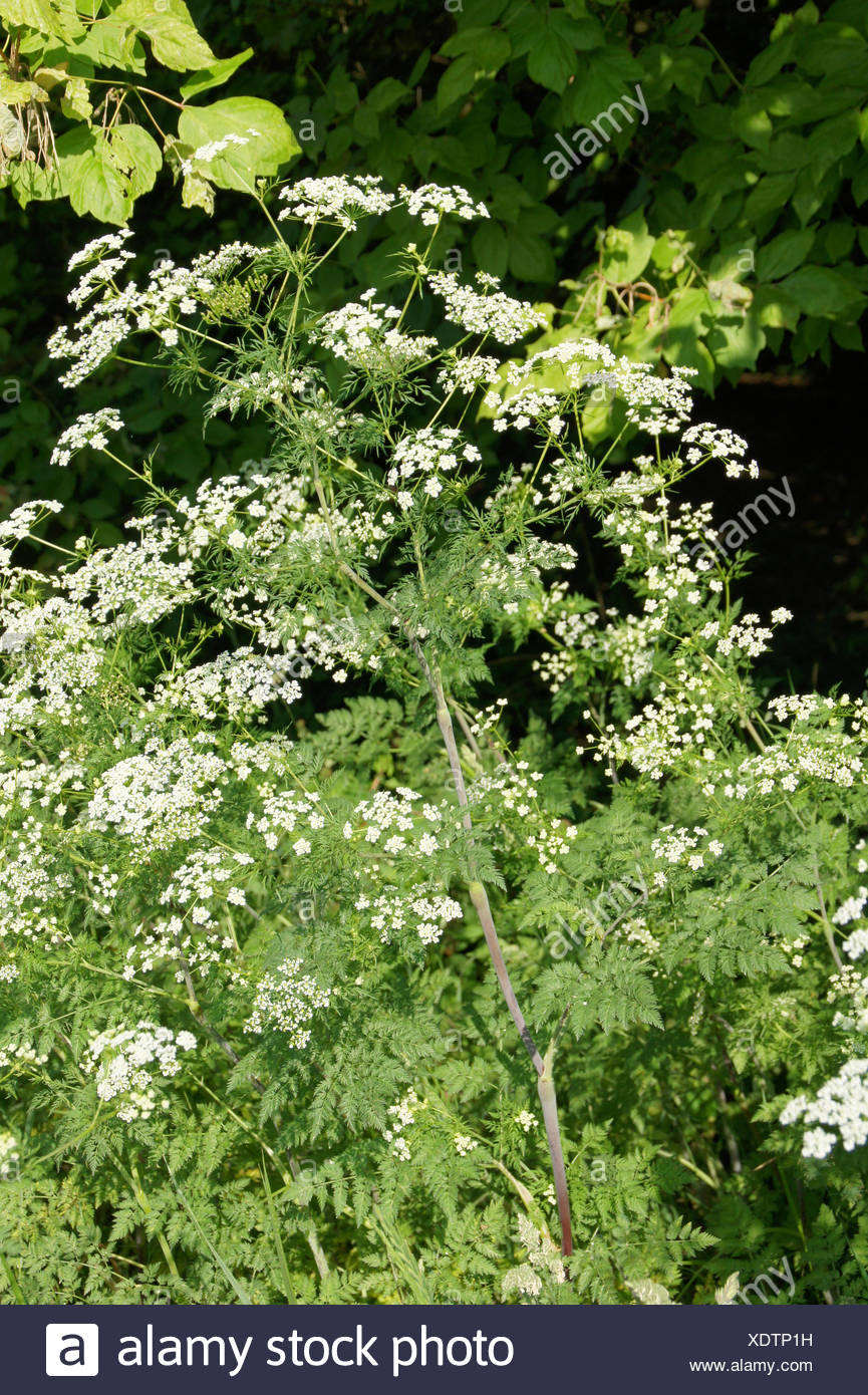 Conium Maculatum Poison Hemlock High Resolution Stock Photography and Images - Alamy