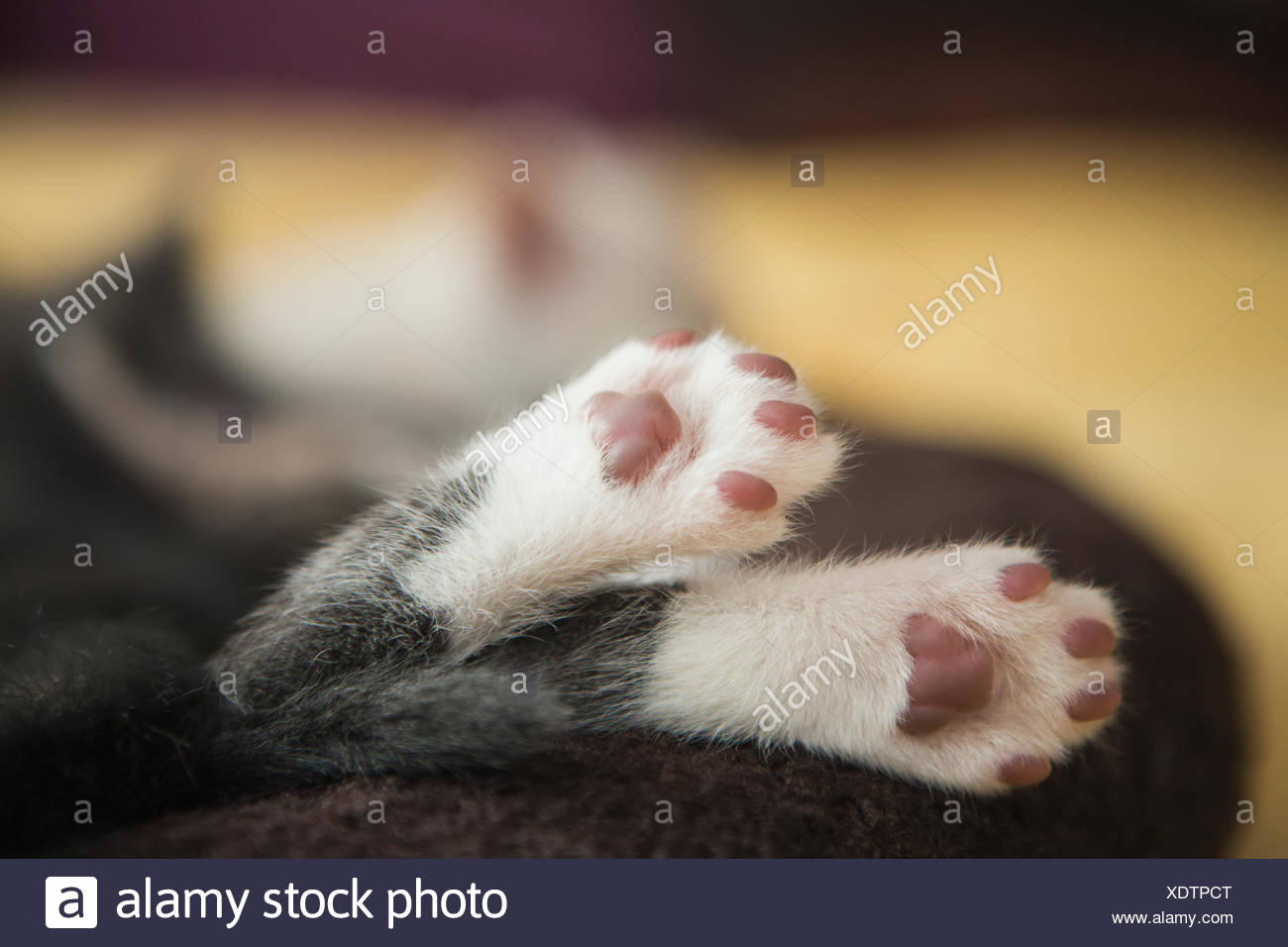 Cat Feet High Resolution Stock Photography and Images - Alamy