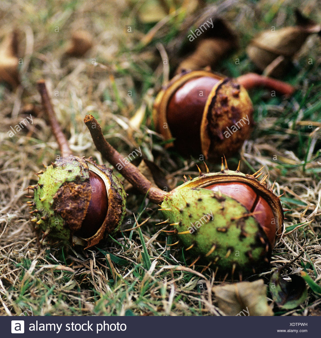Conkers From Horse Chestnut Aesculus High Resolution Stock Photography ...