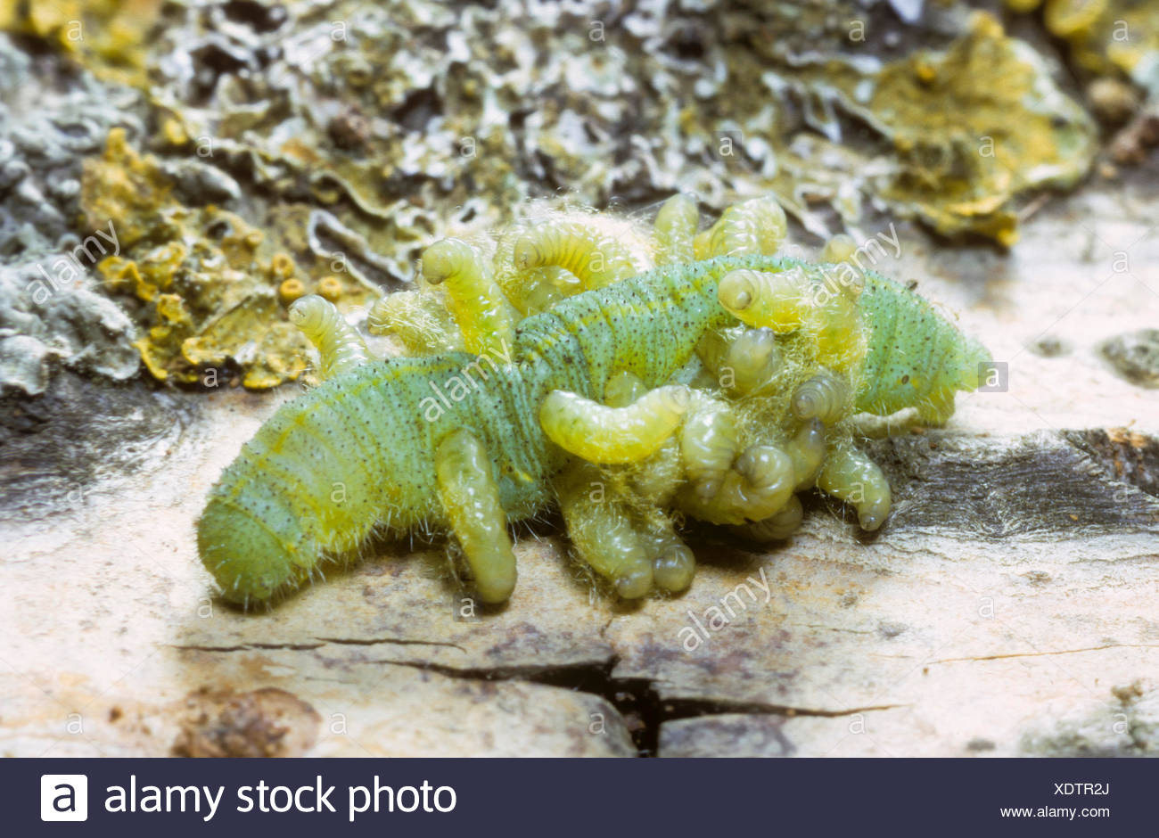 Apanteles Glomeratus High Resolution Stock Photography and Images - Alamy