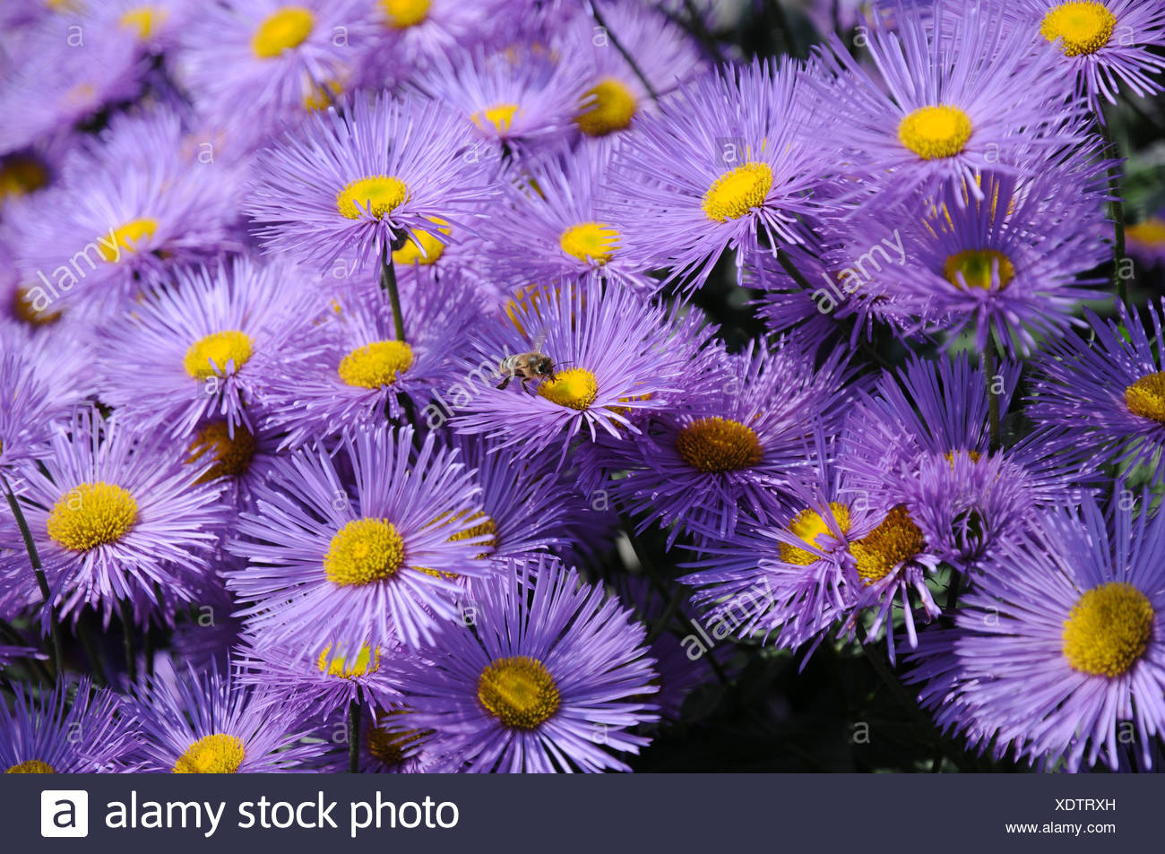 Chinese Aster High Resolution Stock Photography and Images - Alamy