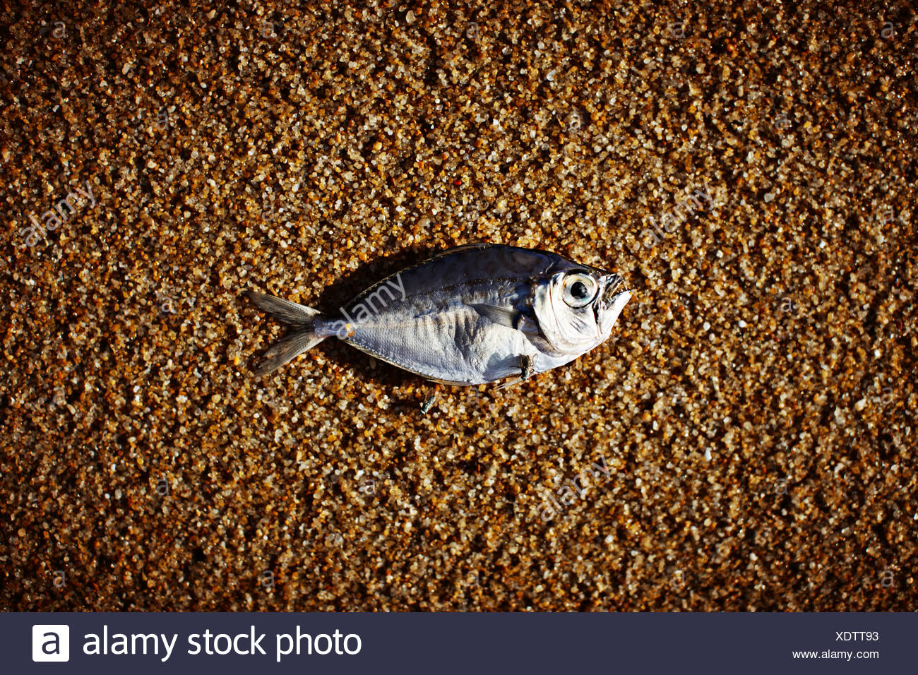 Rock Fish High Resolution Stock Photography and Images - Alamy