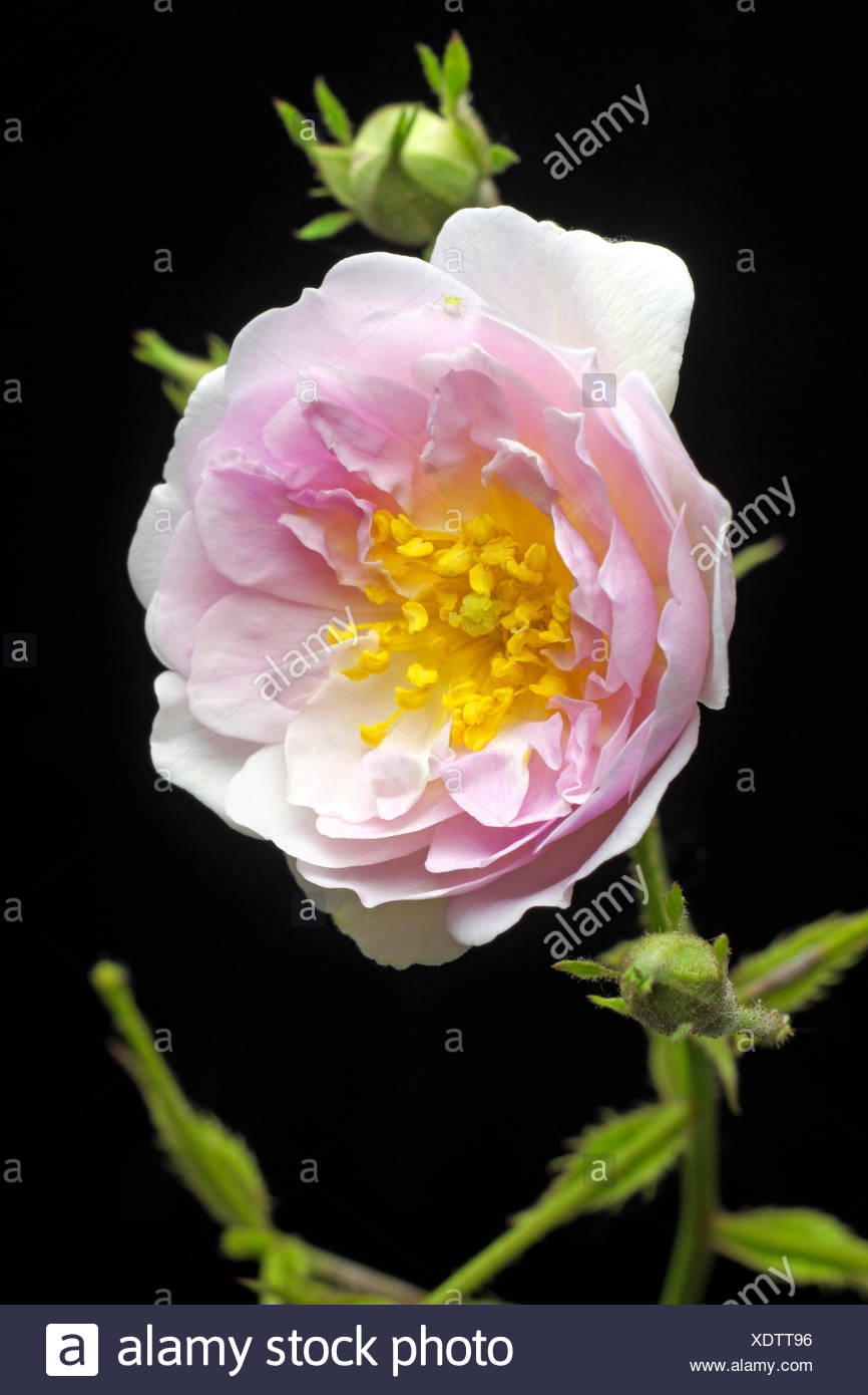 Paul's Himalayan Musk Stock Photos & Paul's Himalayan Musk Stock Images ...