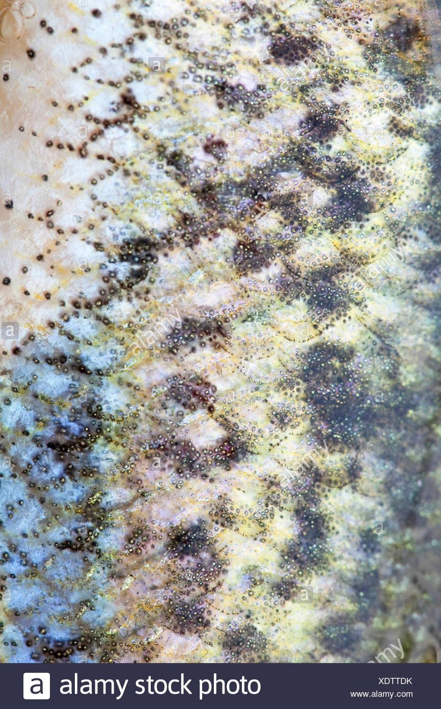Macro Fish Scales High Resolution Stock Photography and Images - Alamy