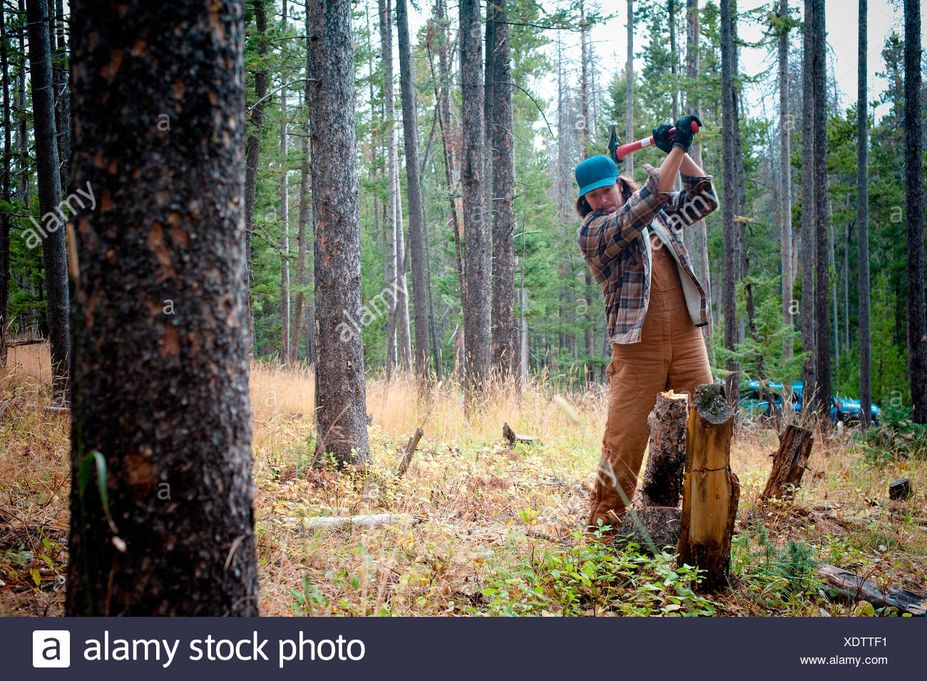 Montana Logging High Resolution Stock Photography and Images - Alamy