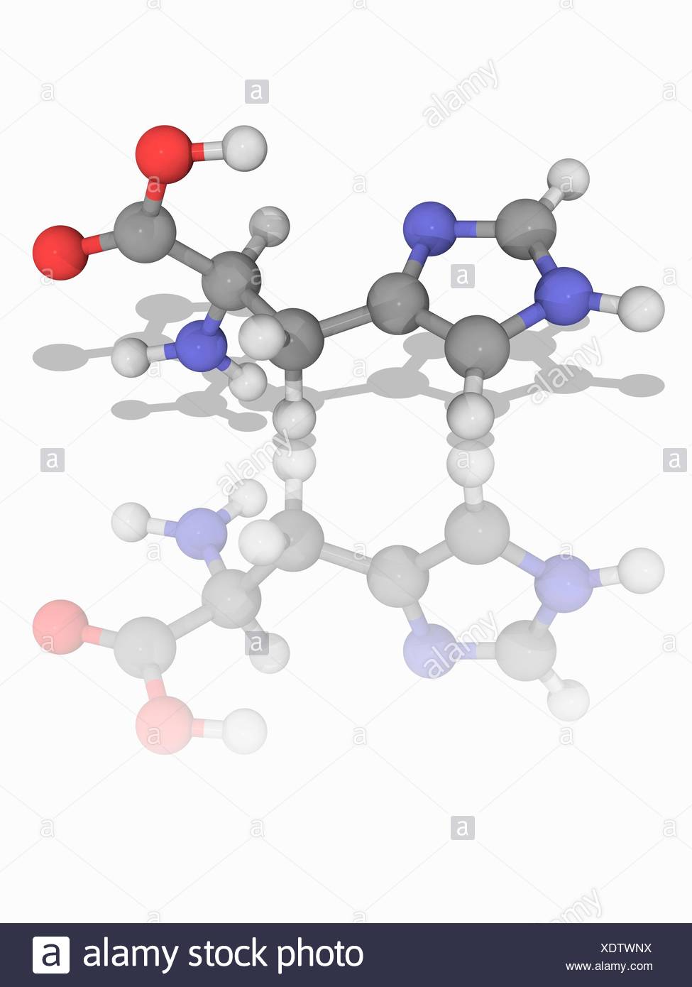 Matter Zoology High Resolution Stock Photography and Images - Alamy