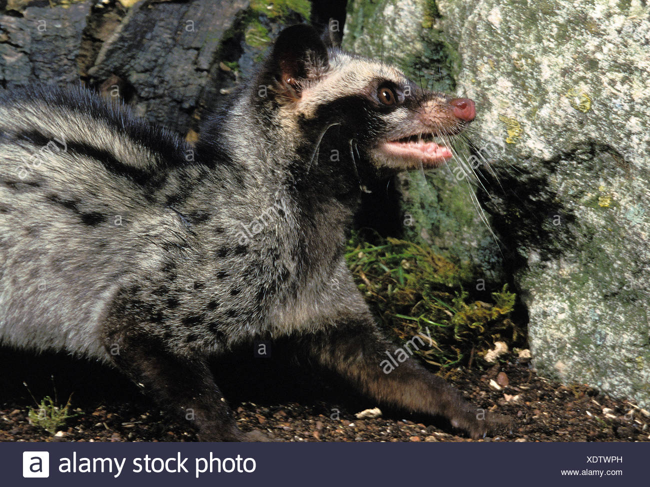 Paradoxurus High Resolution Stock Photography and Images - Alamy