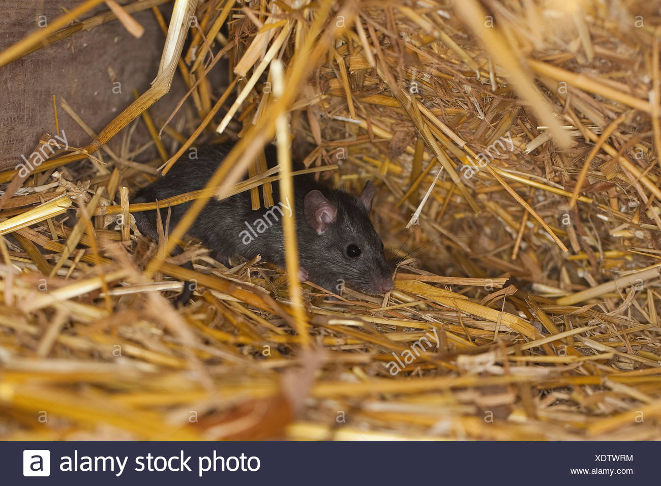 Synanthropic Organisms High Resolution Stock Photography and Images - Alamy