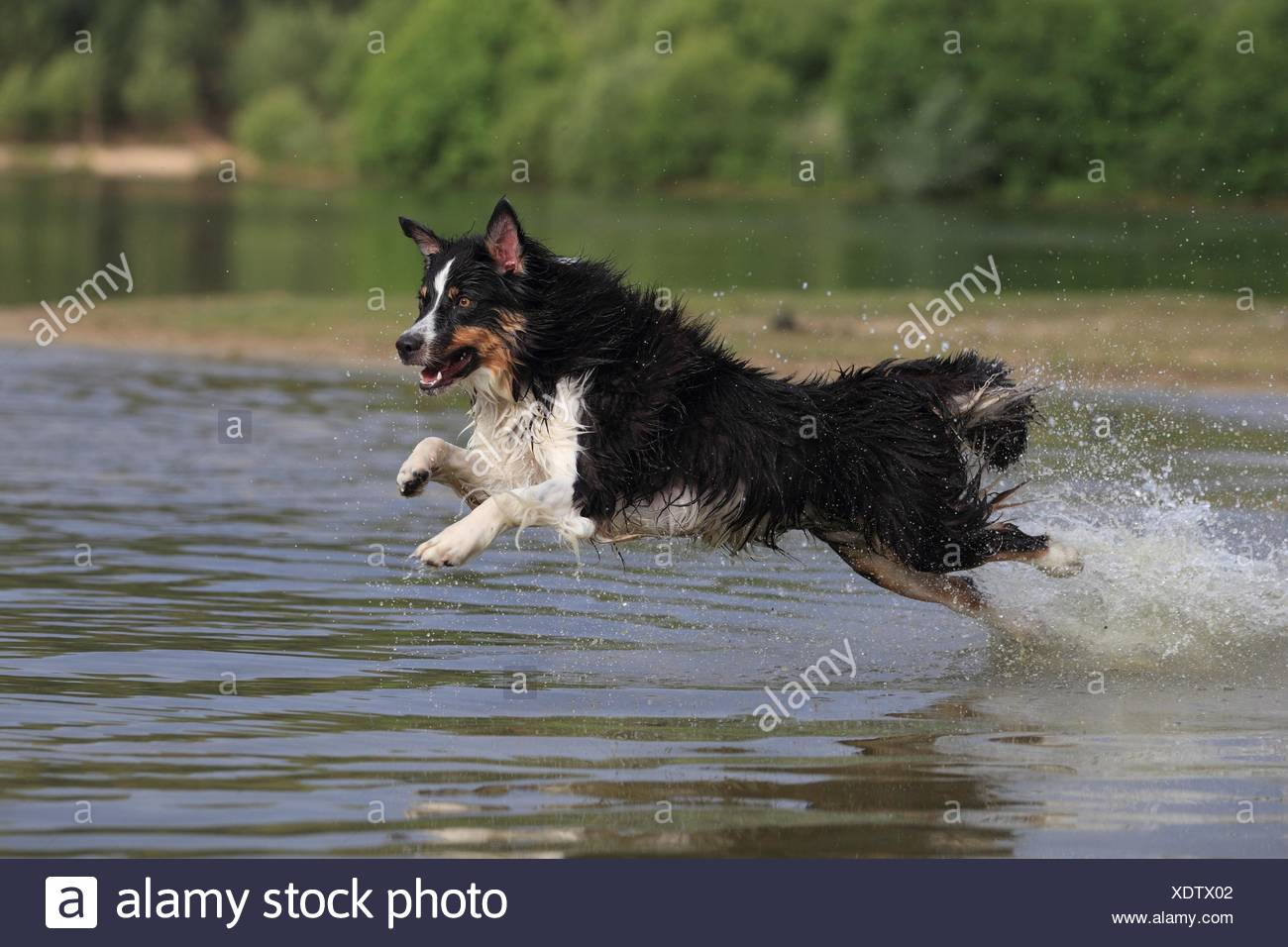 Sheepdog Jumping High Resolution Stock Photography and Images - Alamy