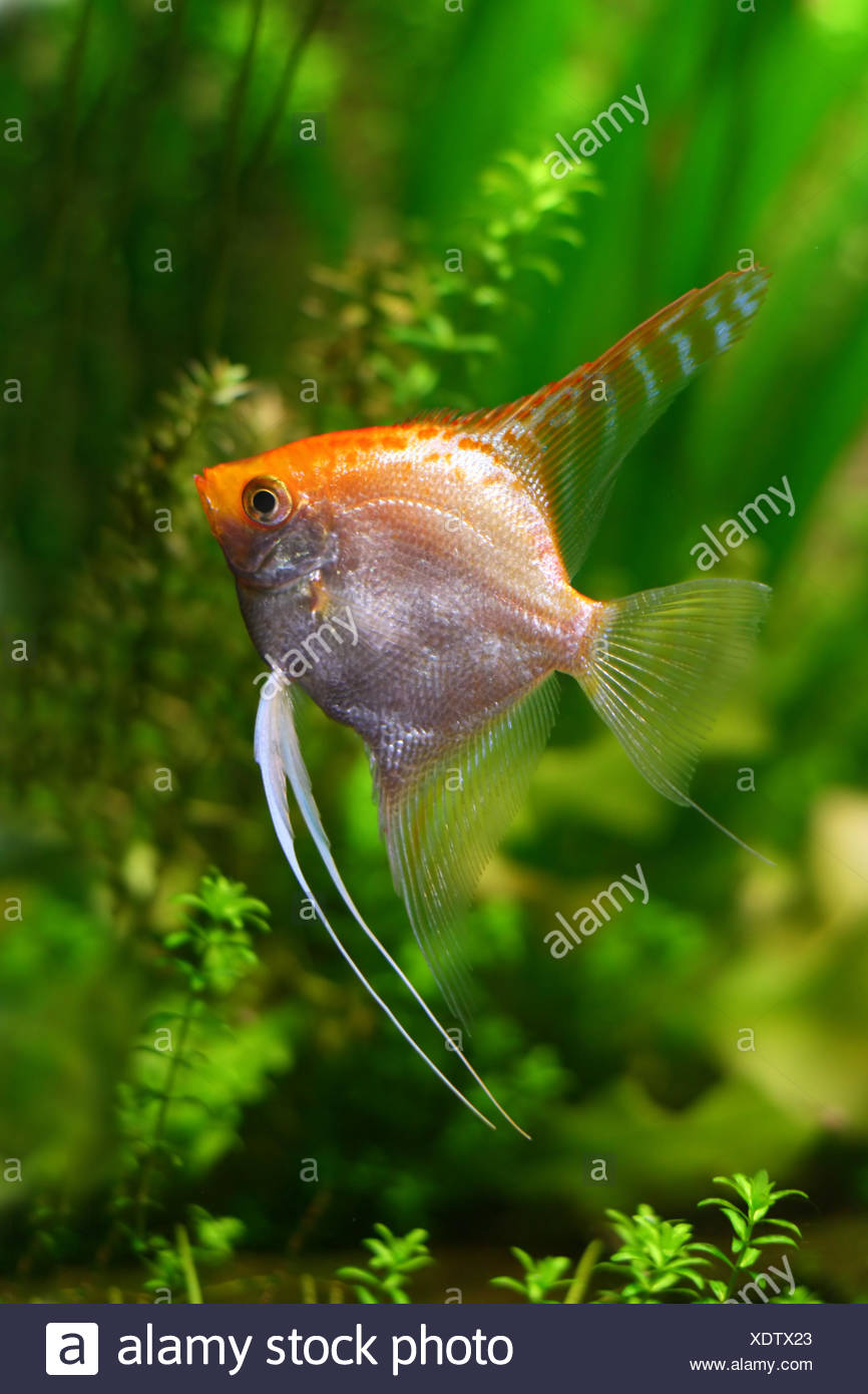 Segelflosser High Resolution Stock Photography and Images - Alamy