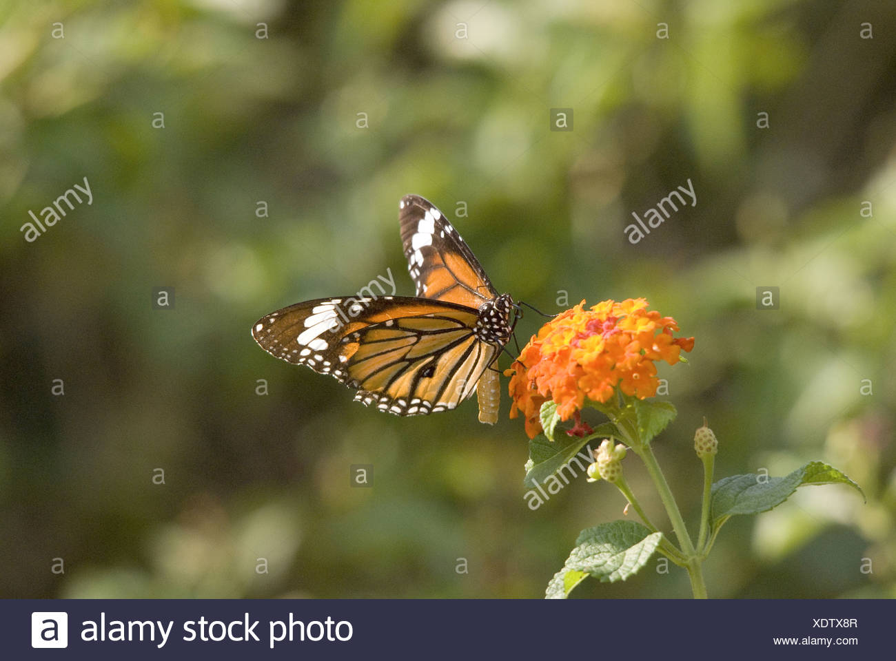 Monarch Butterfly Danaus Plexippus Milkweed High Resolution Stock ...
