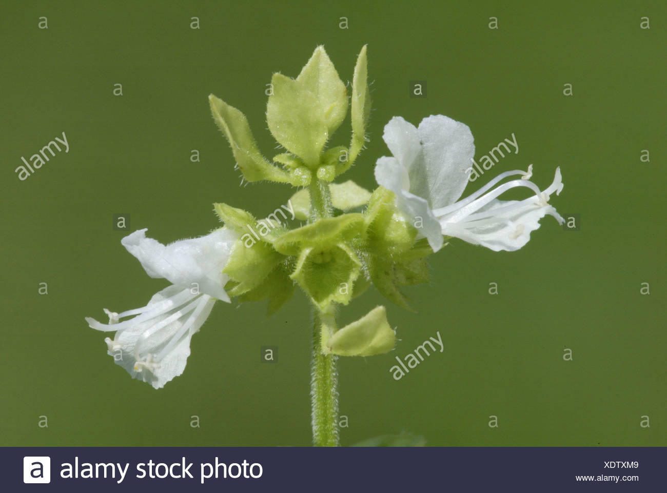 Ocimum Flower High Resolution Stock Photography and Images - Alamy