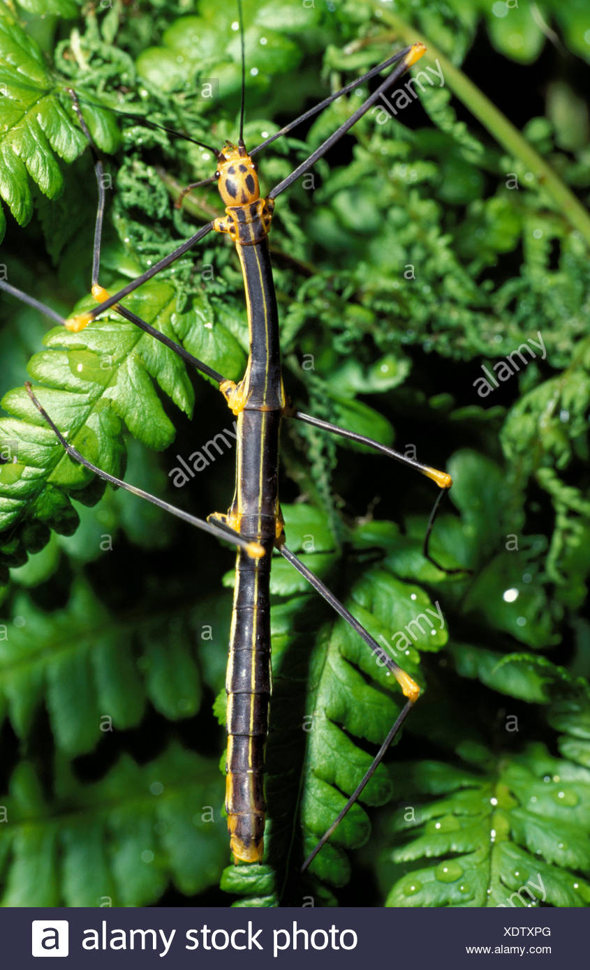 Peruvian Fern High Resolution Stock Photography and Images - Alamy