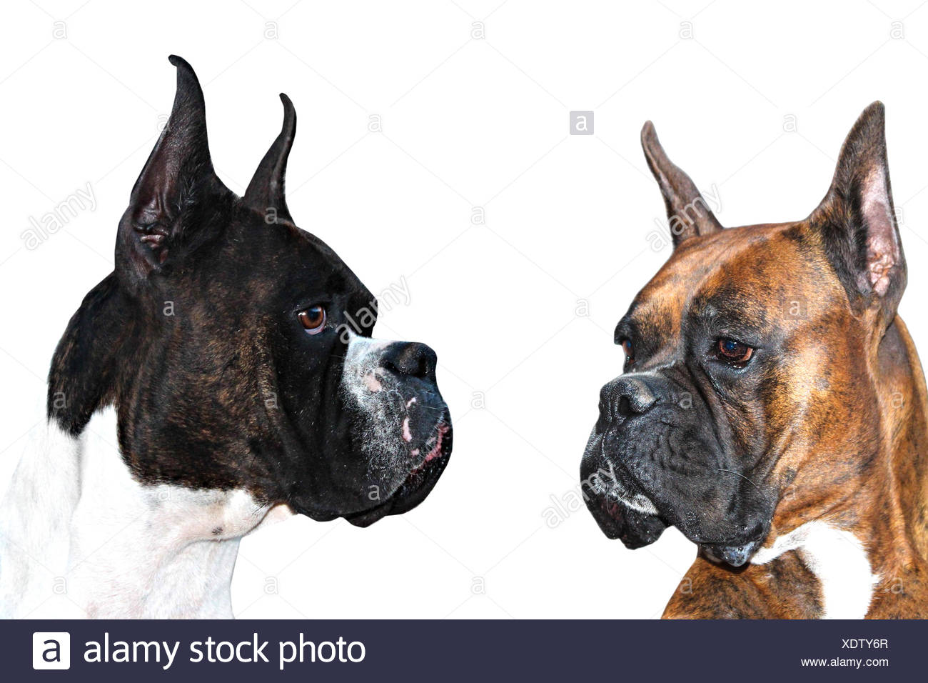 Boxer Dog Cropped Ears Stock Photos & Boxer Dog Cropped Ears Stock ...