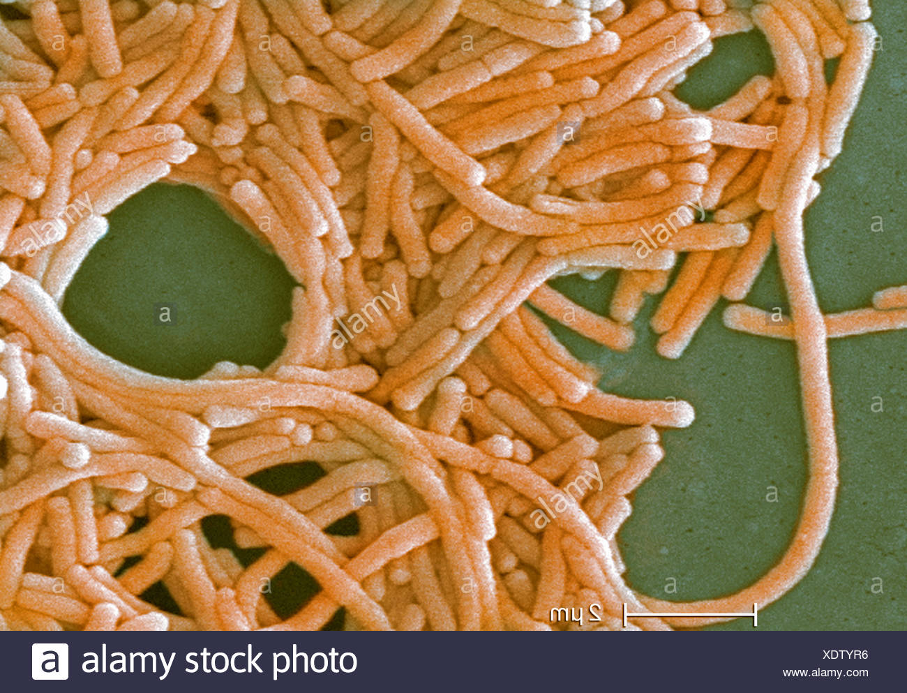 Human Cells Bacteria High Resolution Stock Photography and Images - Alamy