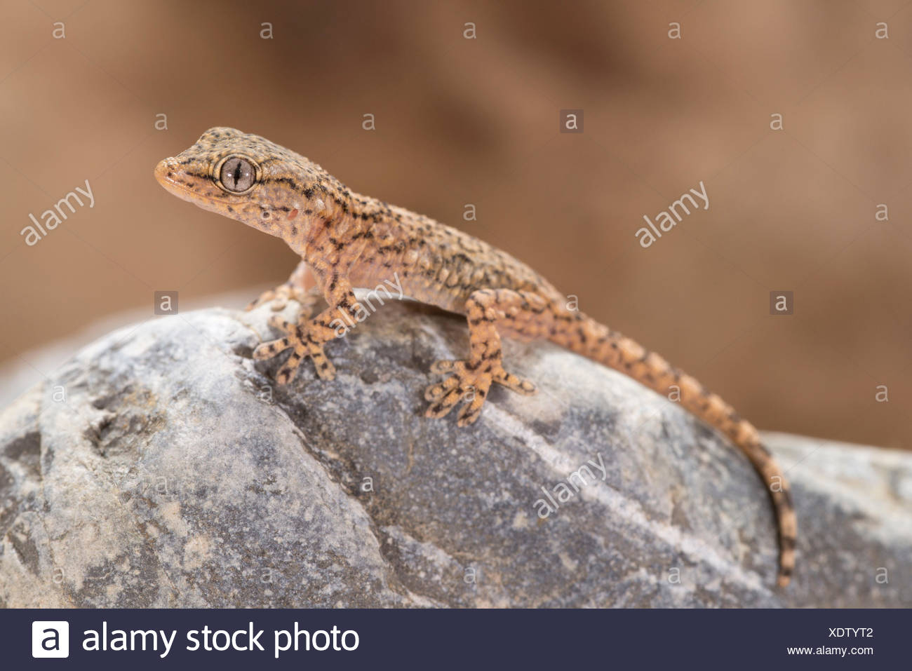 Species Specimen High Resolution Stock Photography and Images - Alamy