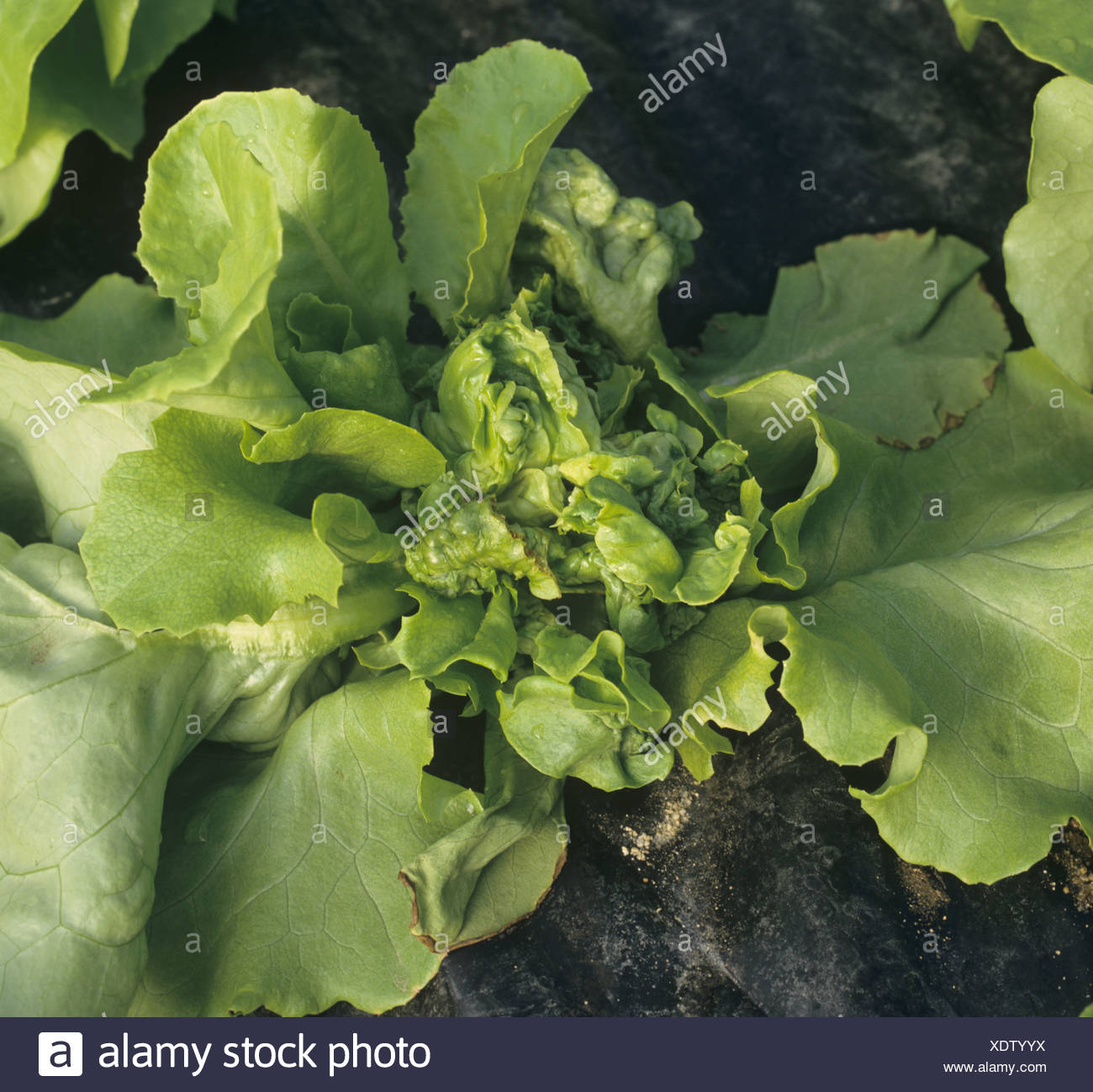 Lmv High Resolution Stock Photography and Images - Alamy