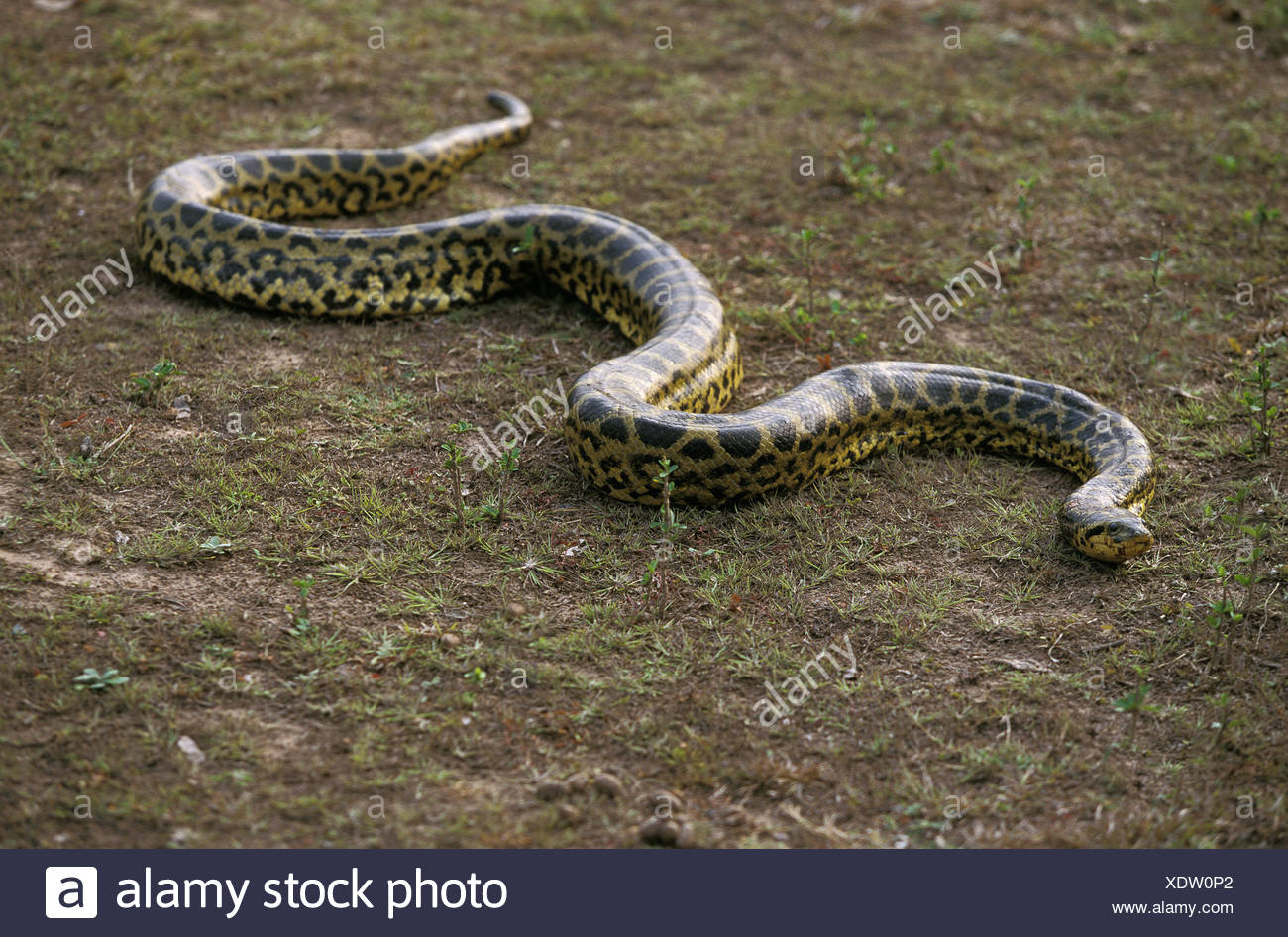 Green Anaconda High Resolution Stock Photography and Images - Alamy
