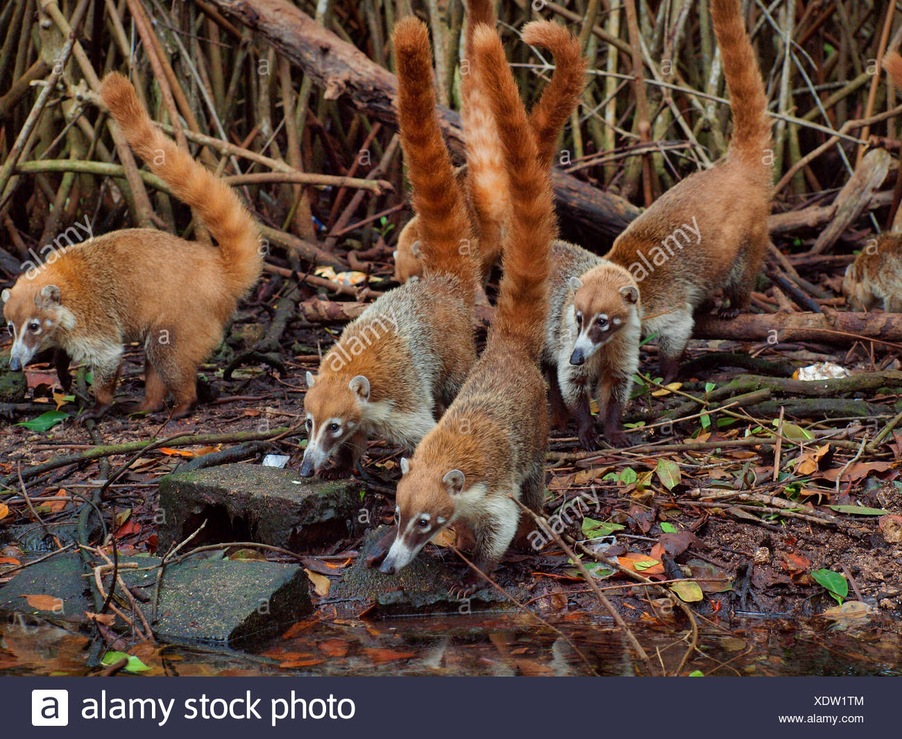 Coati Nasua Nasua High Resolution Stock Photography and Images - Alamy