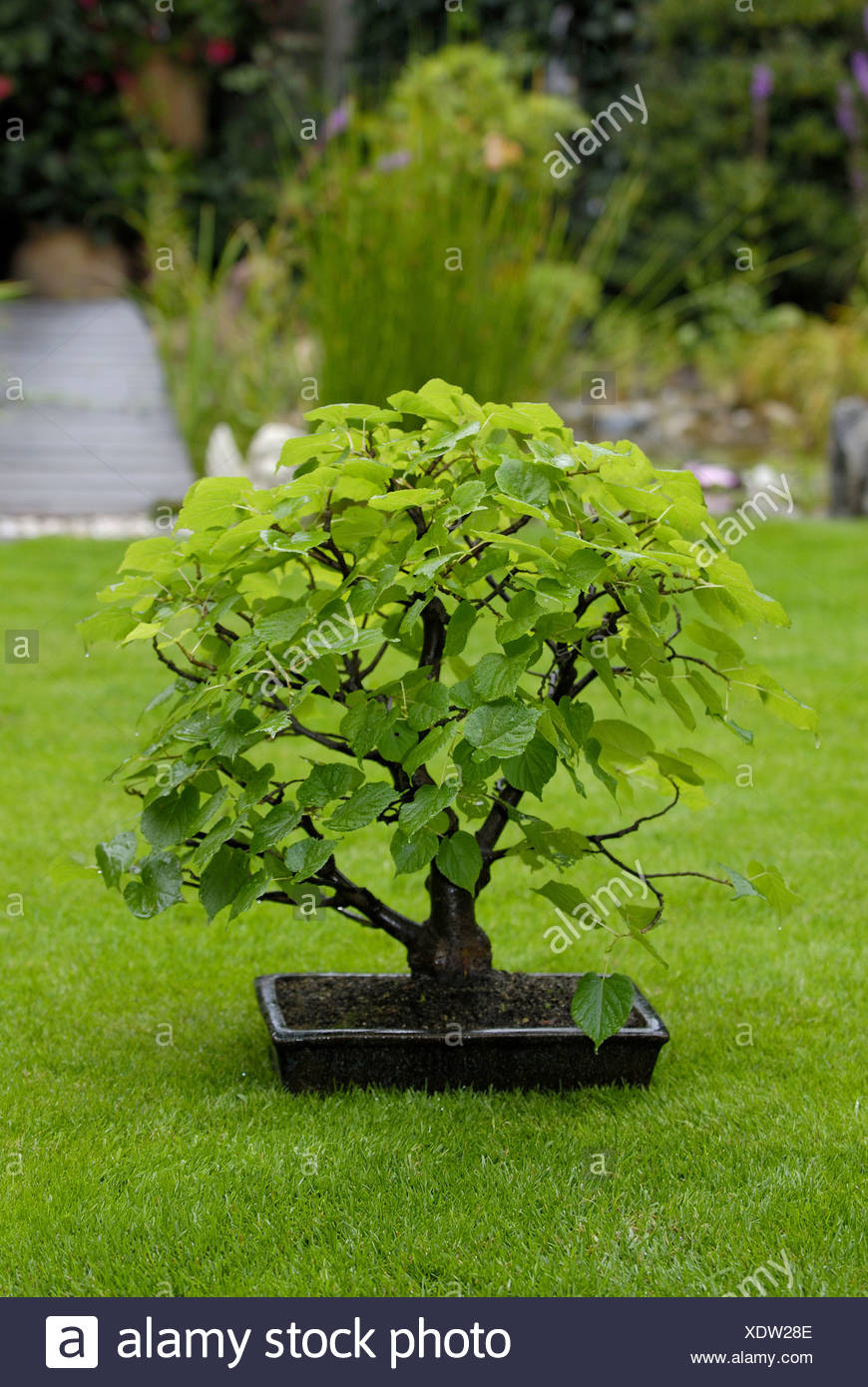 Small Leaved Lime Littleleaf Linden Little Leaf Stock Photos & Small ...