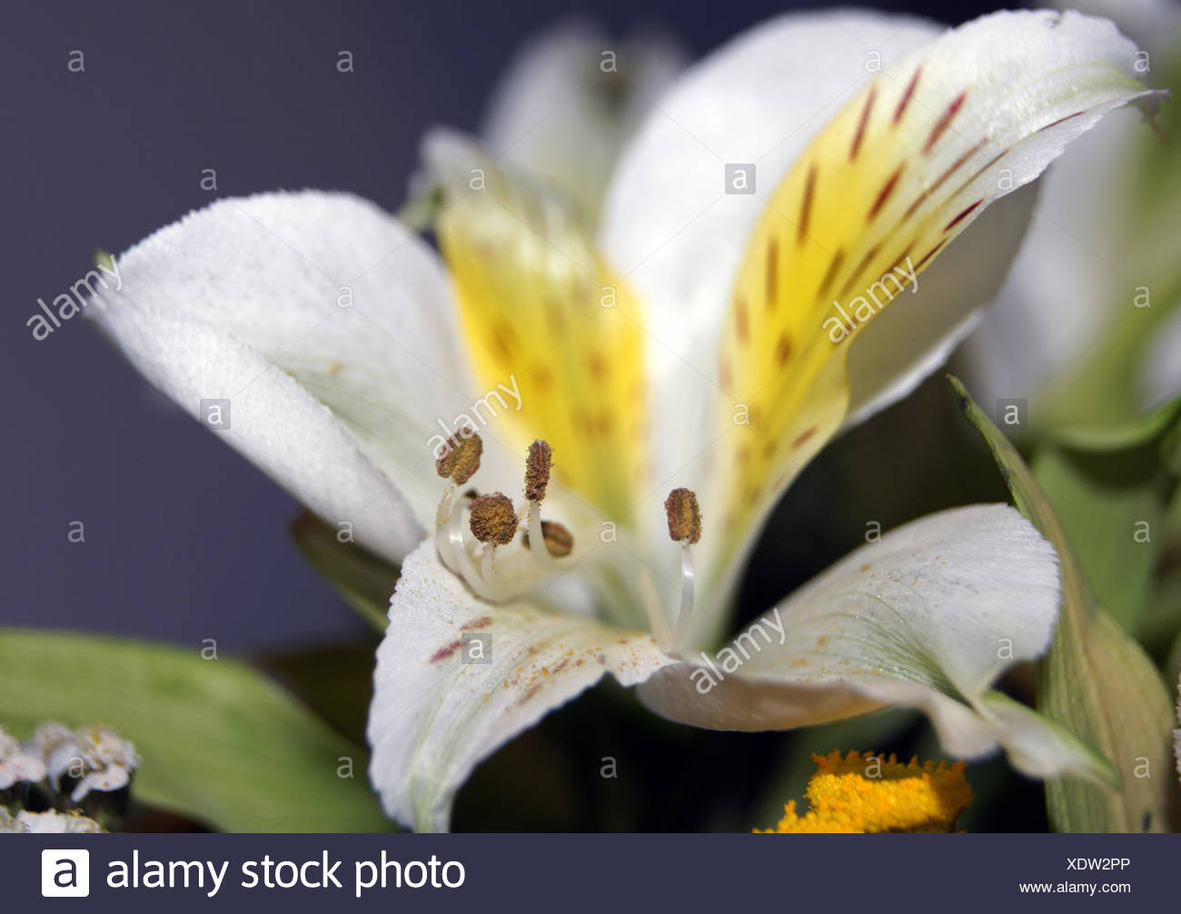 Peruvian Plant High Resolution Stock Photography and Images - Alamy