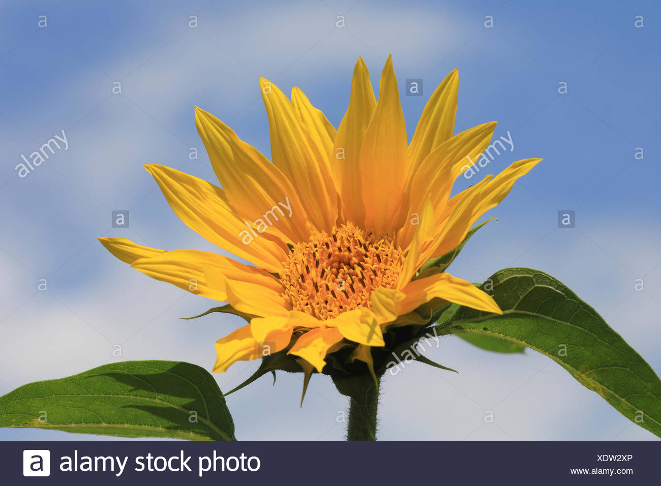 Opening Sunflower High Resolution Stock Photography and Images - Alamy