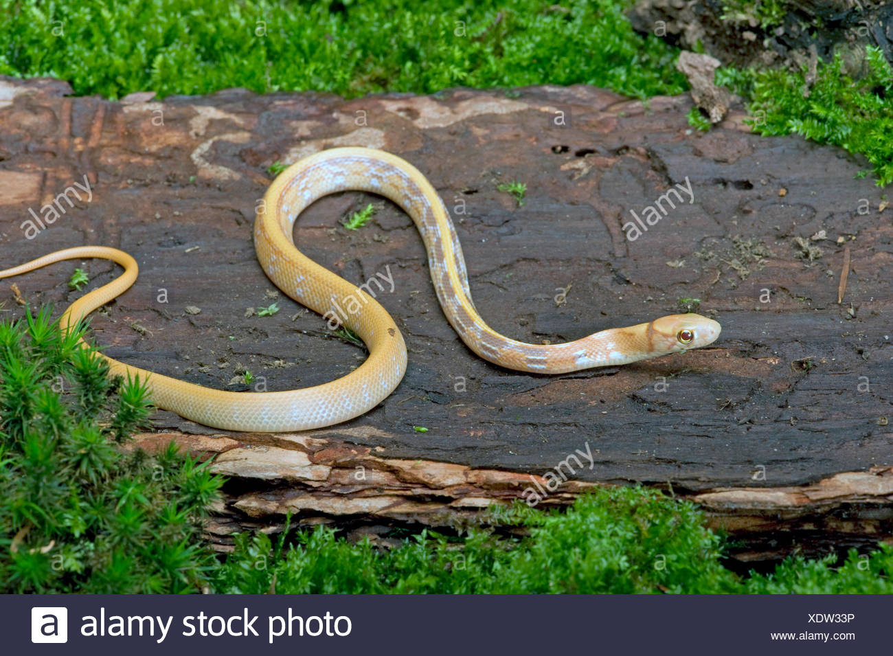 Radiatus High Resolution Stock Photography and Images - Alamy