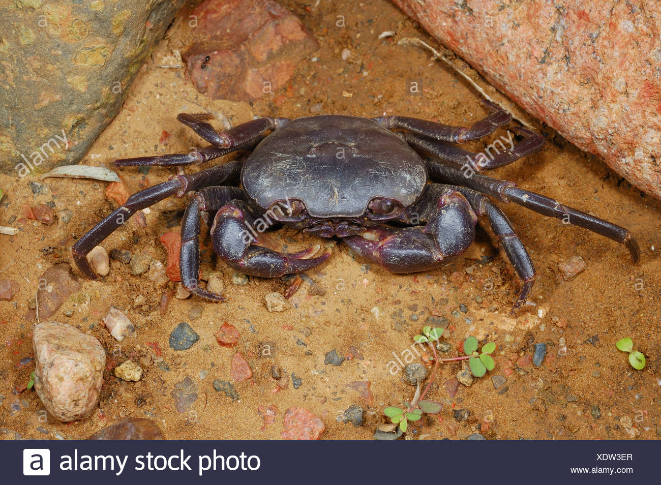 Cardisoma High Resolution Stock Photography and Images - Alamy
