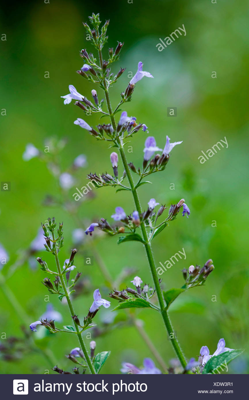Calamint High Resolution Stock Photography and Images - Alamy