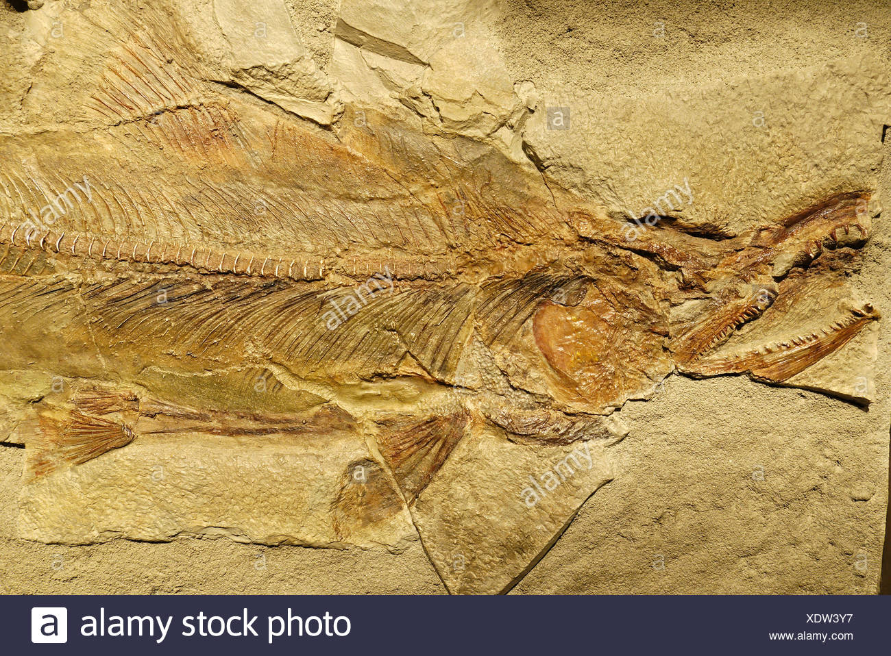 Urzeitlicher High Resolution Stock Photography and Images - Alamy