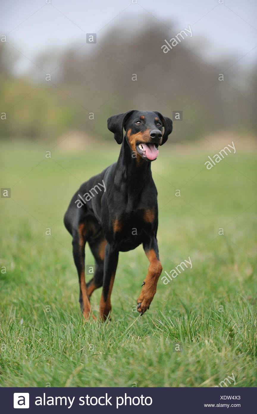 Running Doberman Pinscher Stock Photos & Running Doberman Pinscher ...