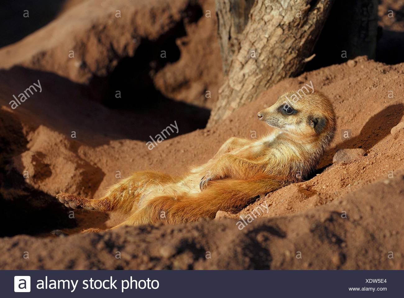 Suricats High Resolution Stock Photography and Images - Alamy