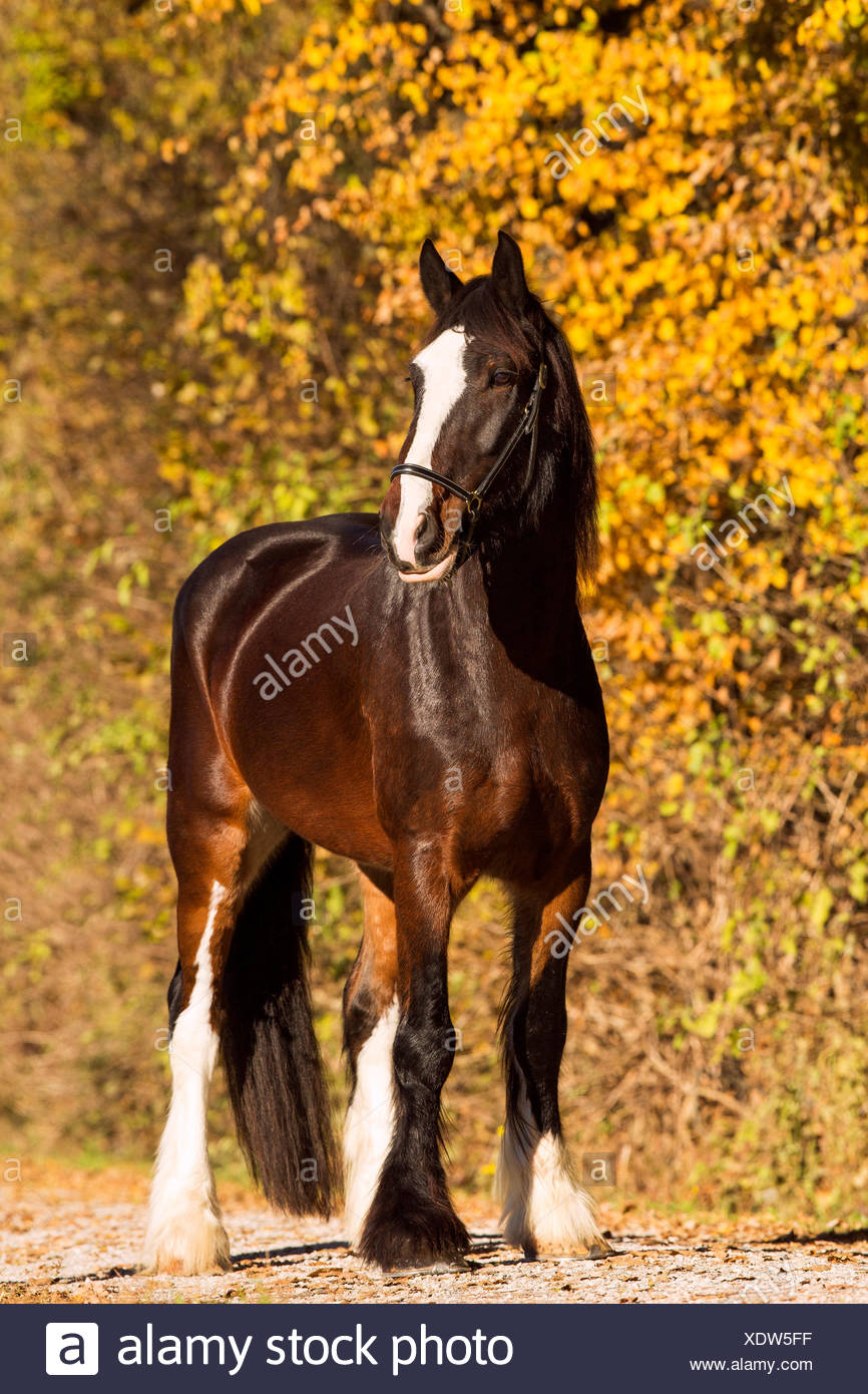 Brown Shire Horse High Resolution Stock Photography and Images - Alamy