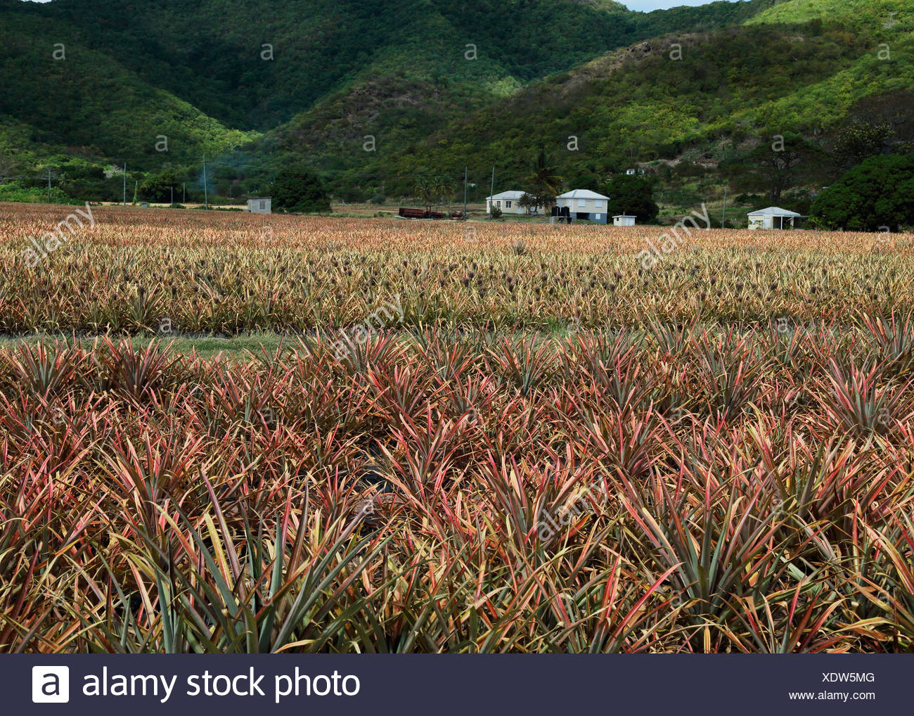 Field Of Pineapples High Resolution Stock Photography and Images - Alamy