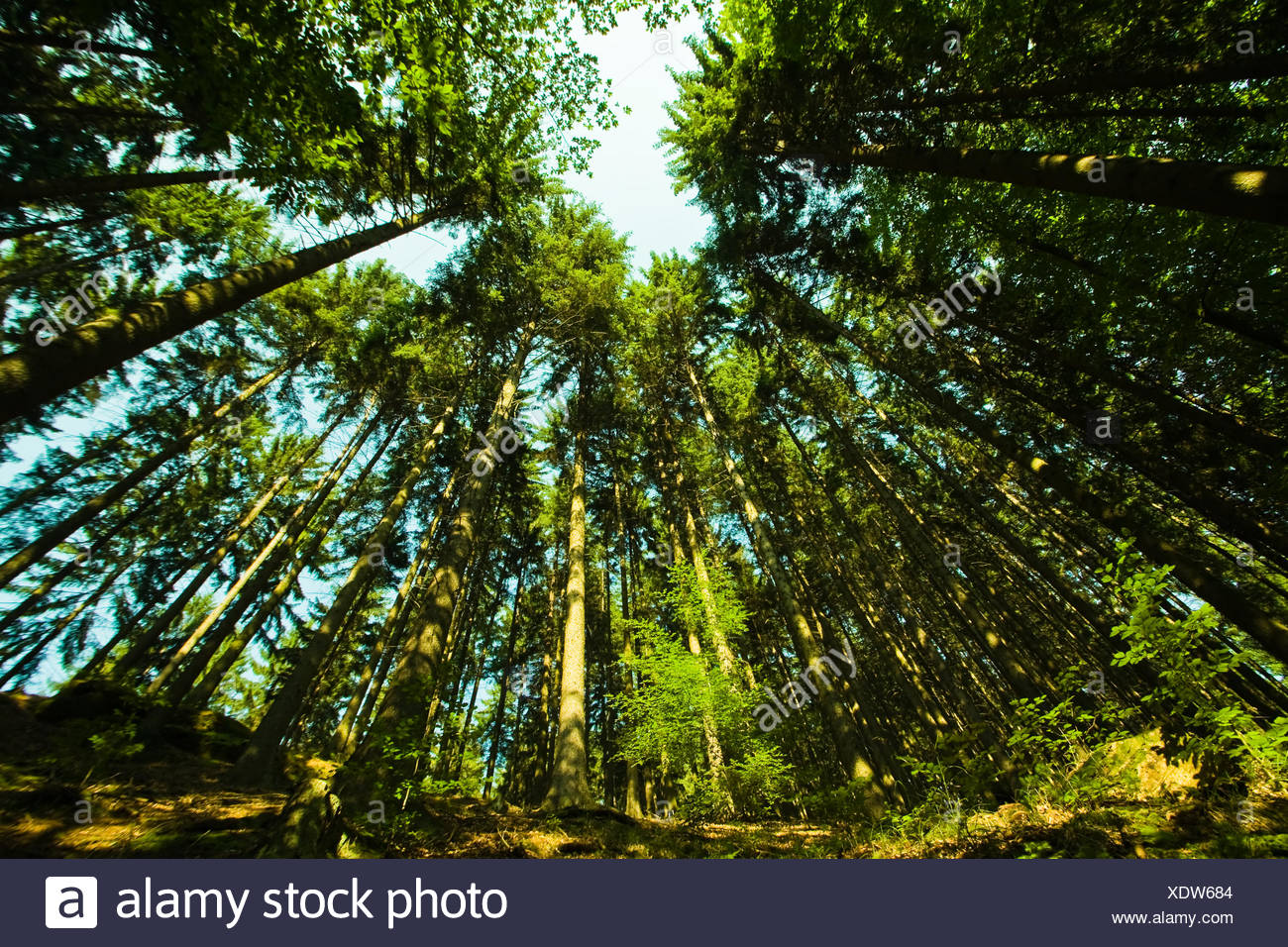 Timber Forest Stock Photos & Timber Forest Stock Images - Alamy