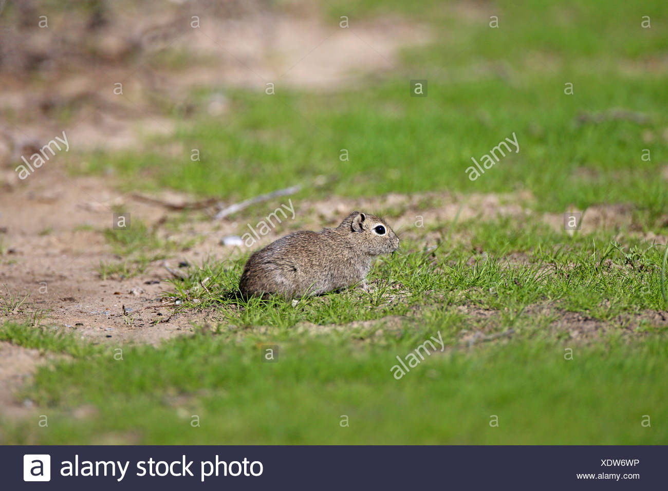 Common Yellow Toothed Cavies High Resolution Stock Photography and ...